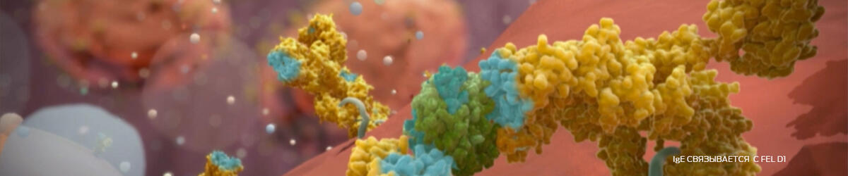 Аллергия на кошек — кошачий аллерген белок Fel d1 | Purina Институт