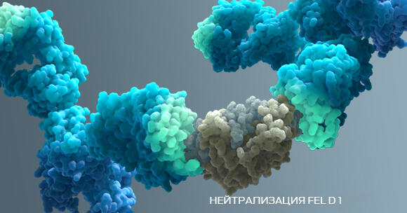 Аллергия на кошек — кошачий аллерген белок Fel d1 | Purina Институт